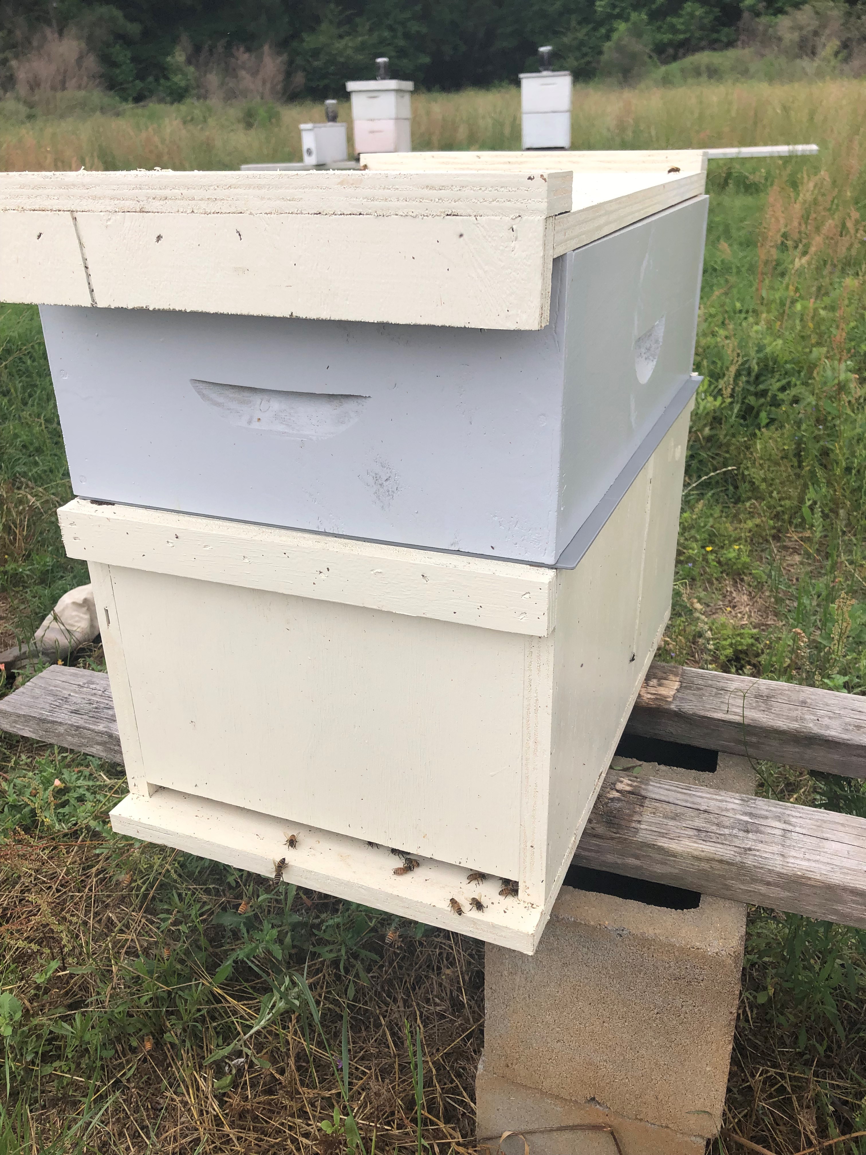 COMPLETE BEE PACKAGE – the bee hut